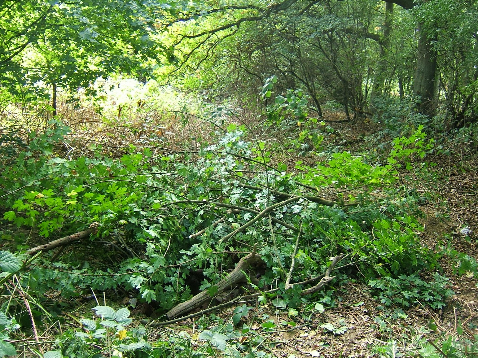 Biodiversity Gatwick: Hibernacularing