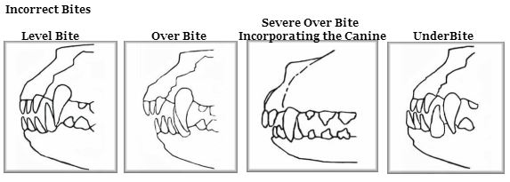 Road's End Papillons : Papillon, Phalene, Dog Overbite vs Underbite
