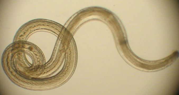 IDENTIFIKASI PARASIT PADA IKAN GABUS (Channa striata)