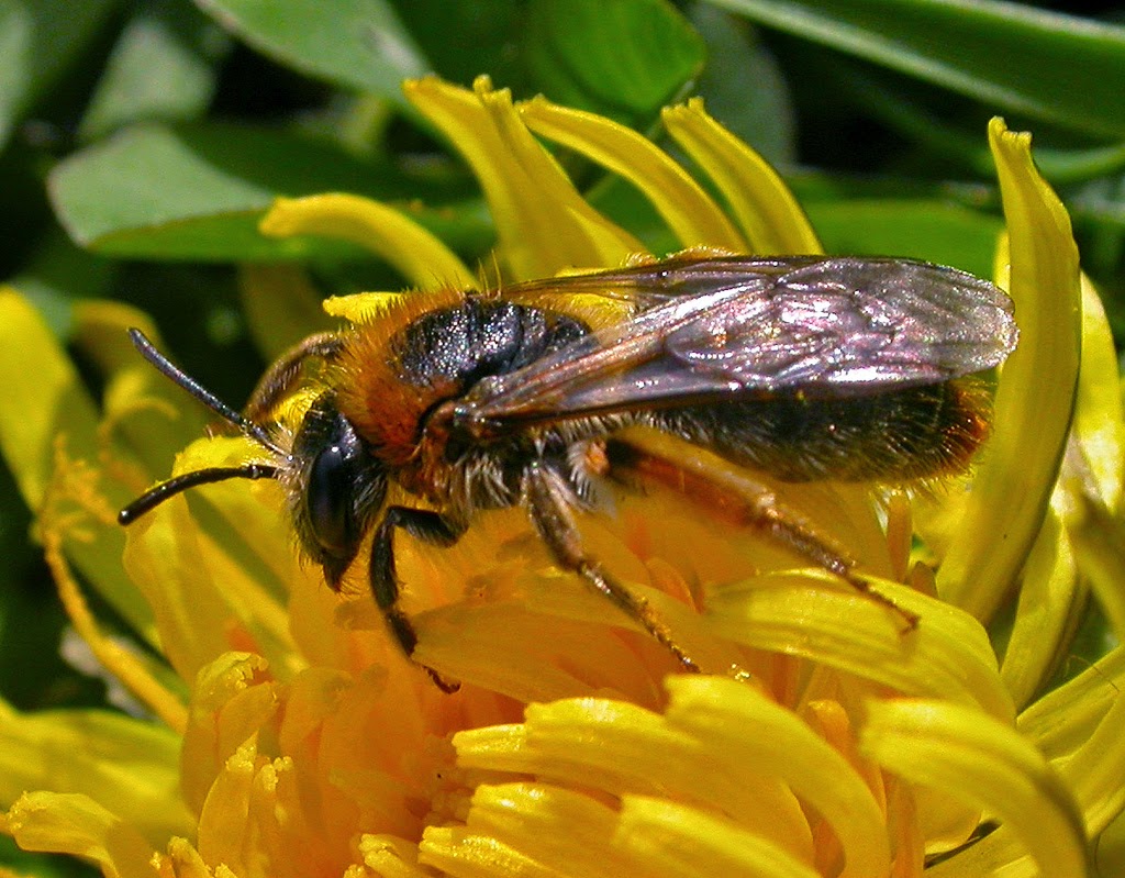 Species of UK: Week 54: Miner Bees (‘Andrena’)