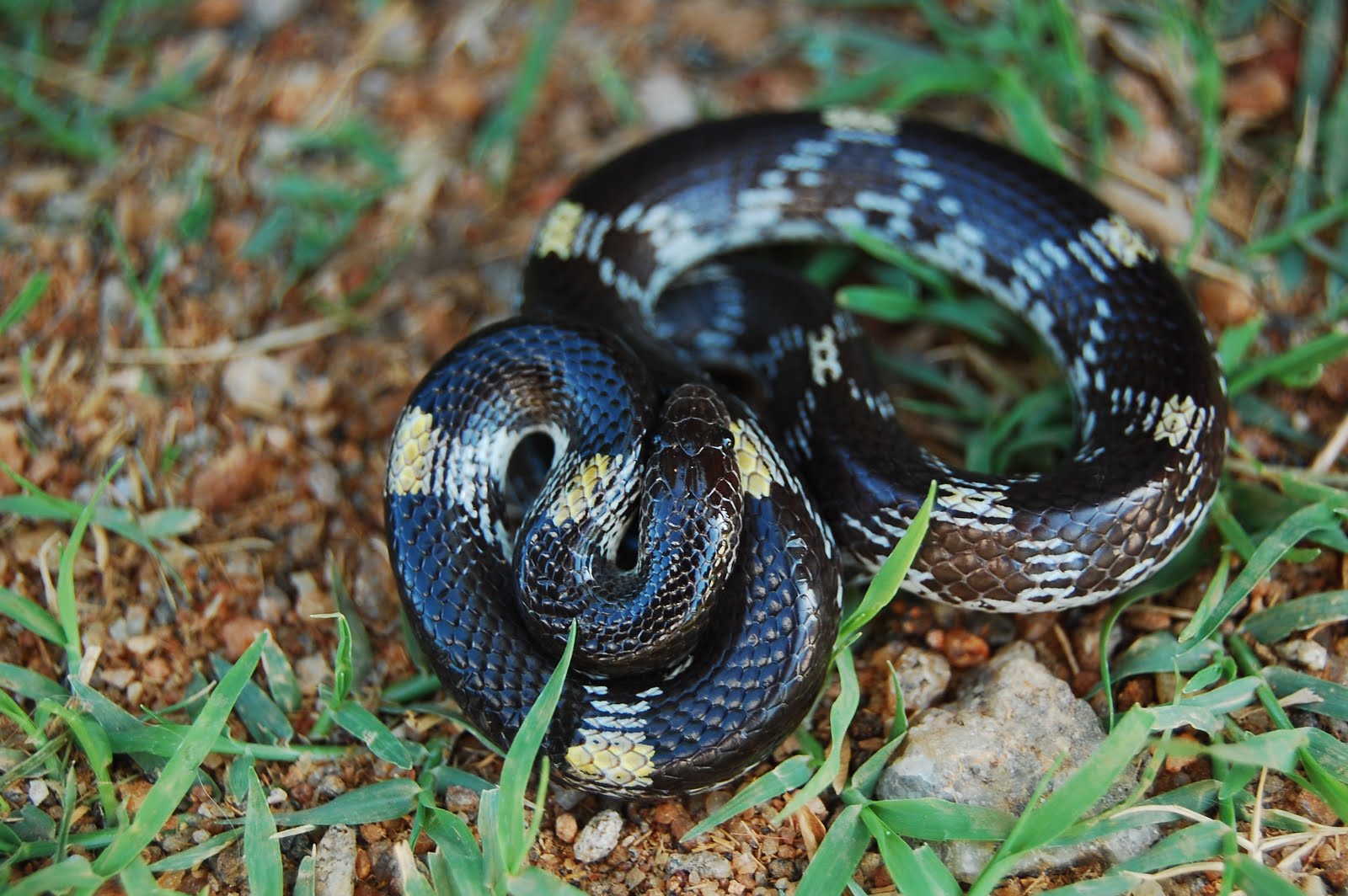 Wild life: Barred wolf (Lycodon striatus)
