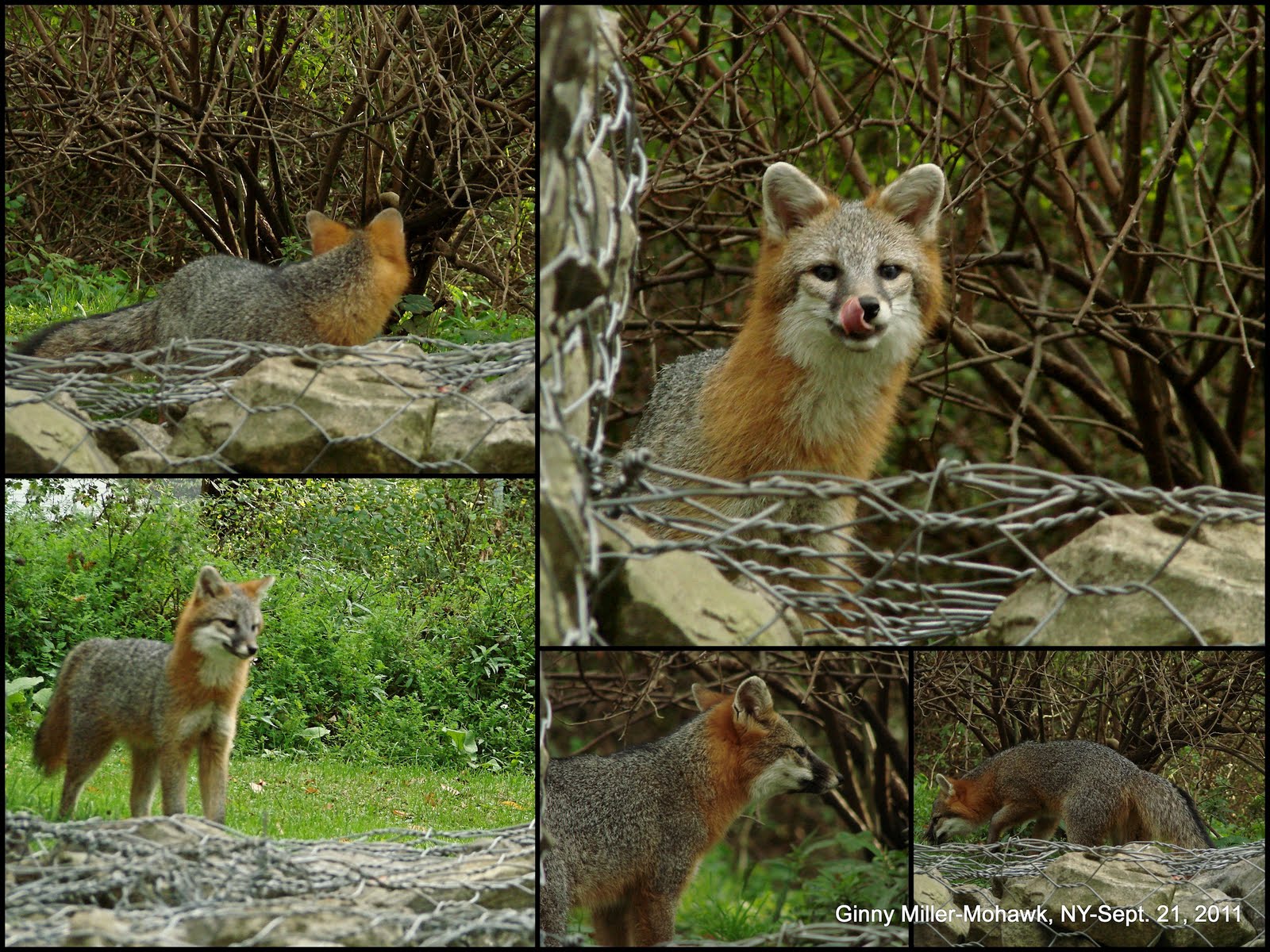 Photography By Ginny: September 21, 2011-The Deer And Fox