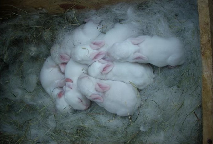 Gestación, parición y pseudogestación.