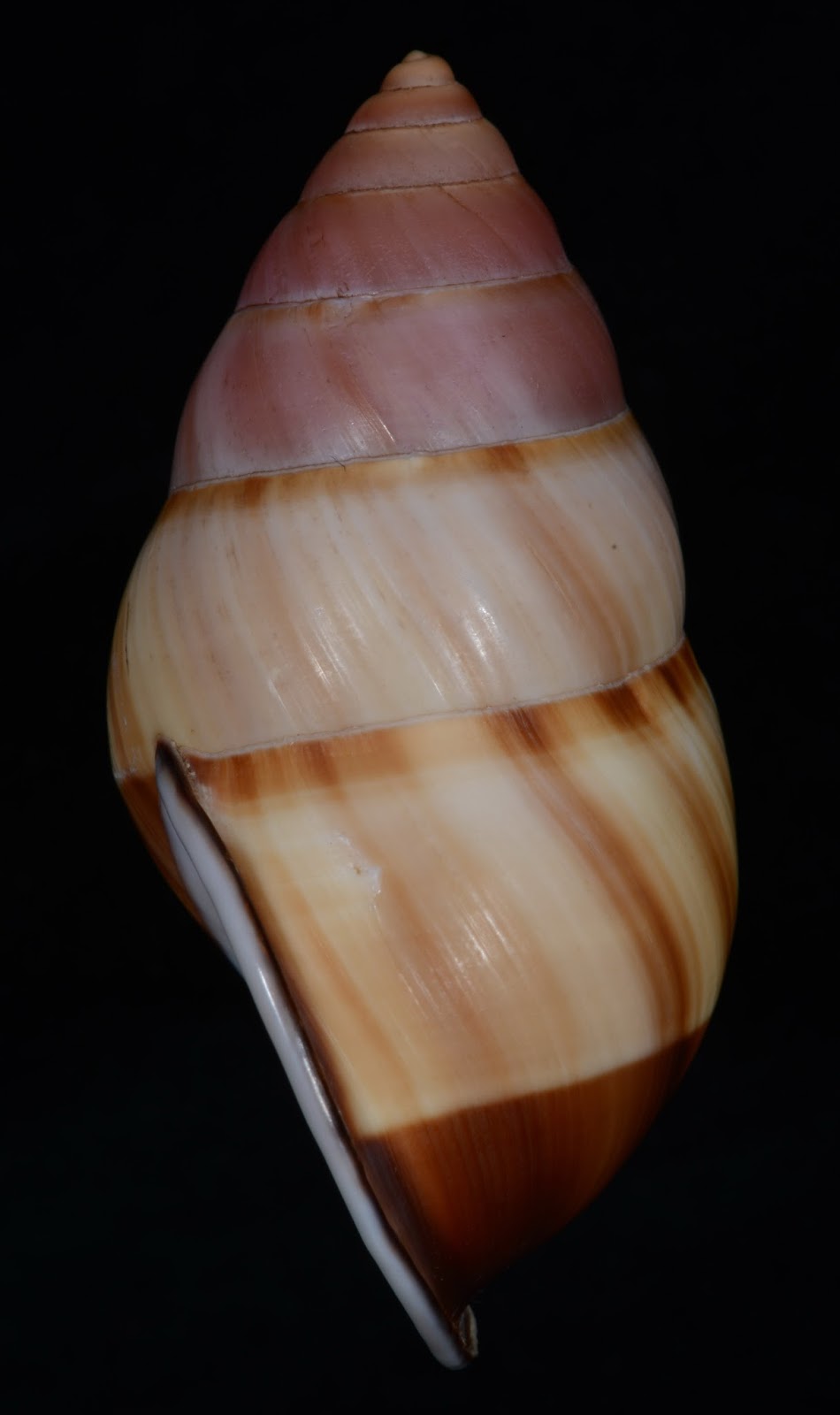 Dr. Lee's Gallery Museum: Amphidromus inversus annamiticus 51.78mm ...