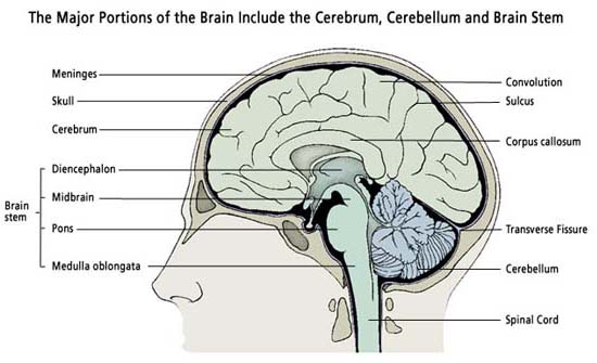 Levin: Brain Anatomy