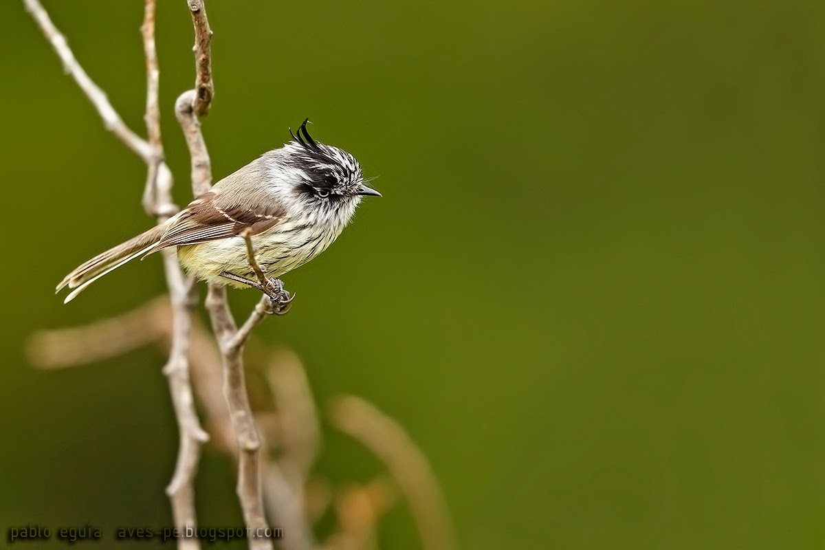 mis fotos de aves: Anairetes parulus Cachudito Pico Negro Tufted Tit-tyrant