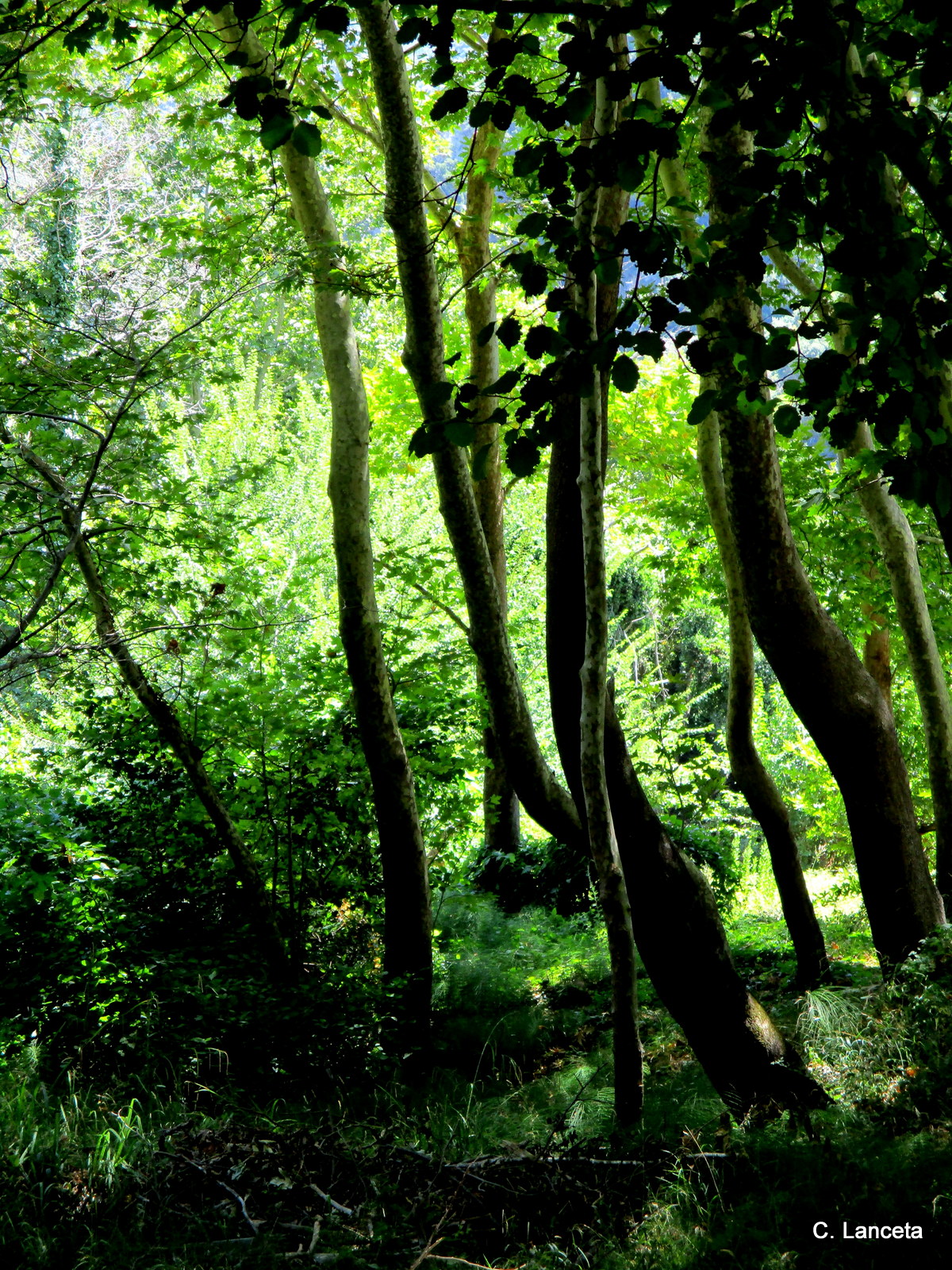 En busca de la cuadratura del círculo: Acheron o Aqueronte, mítico río