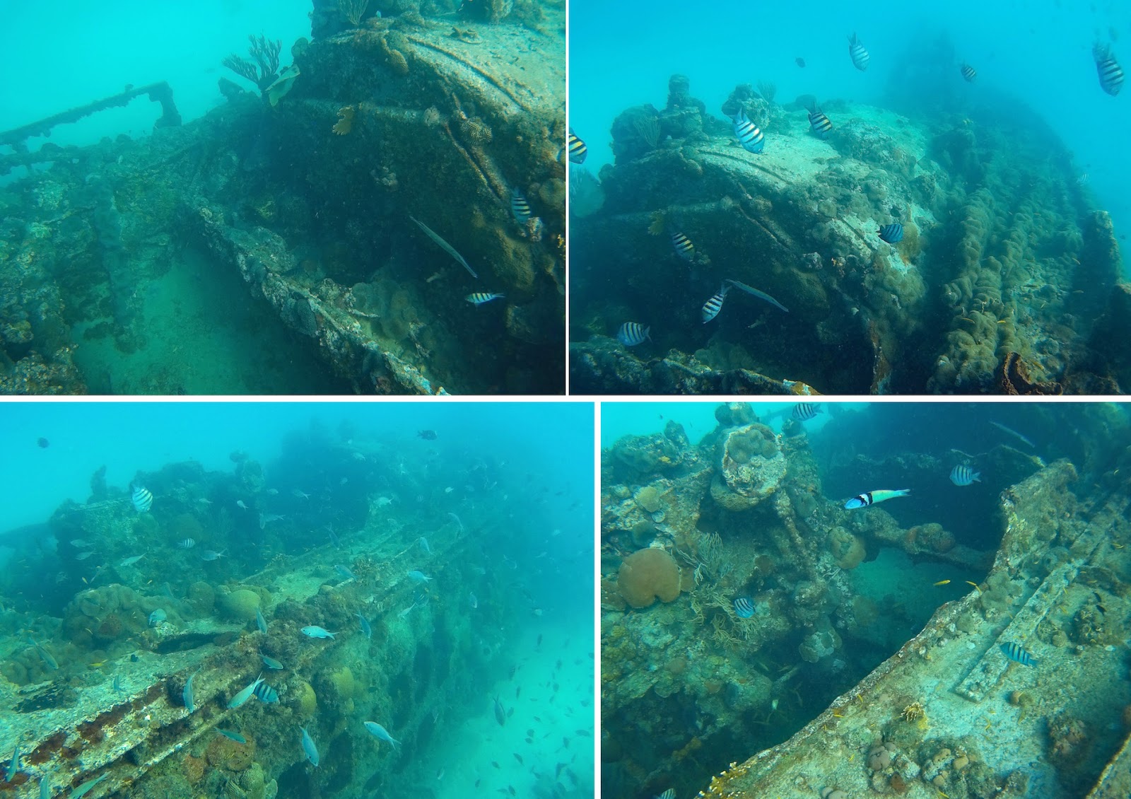 Exploring the World in 'Blue Velvet of Sark': Snorkelling in Carlisle ...