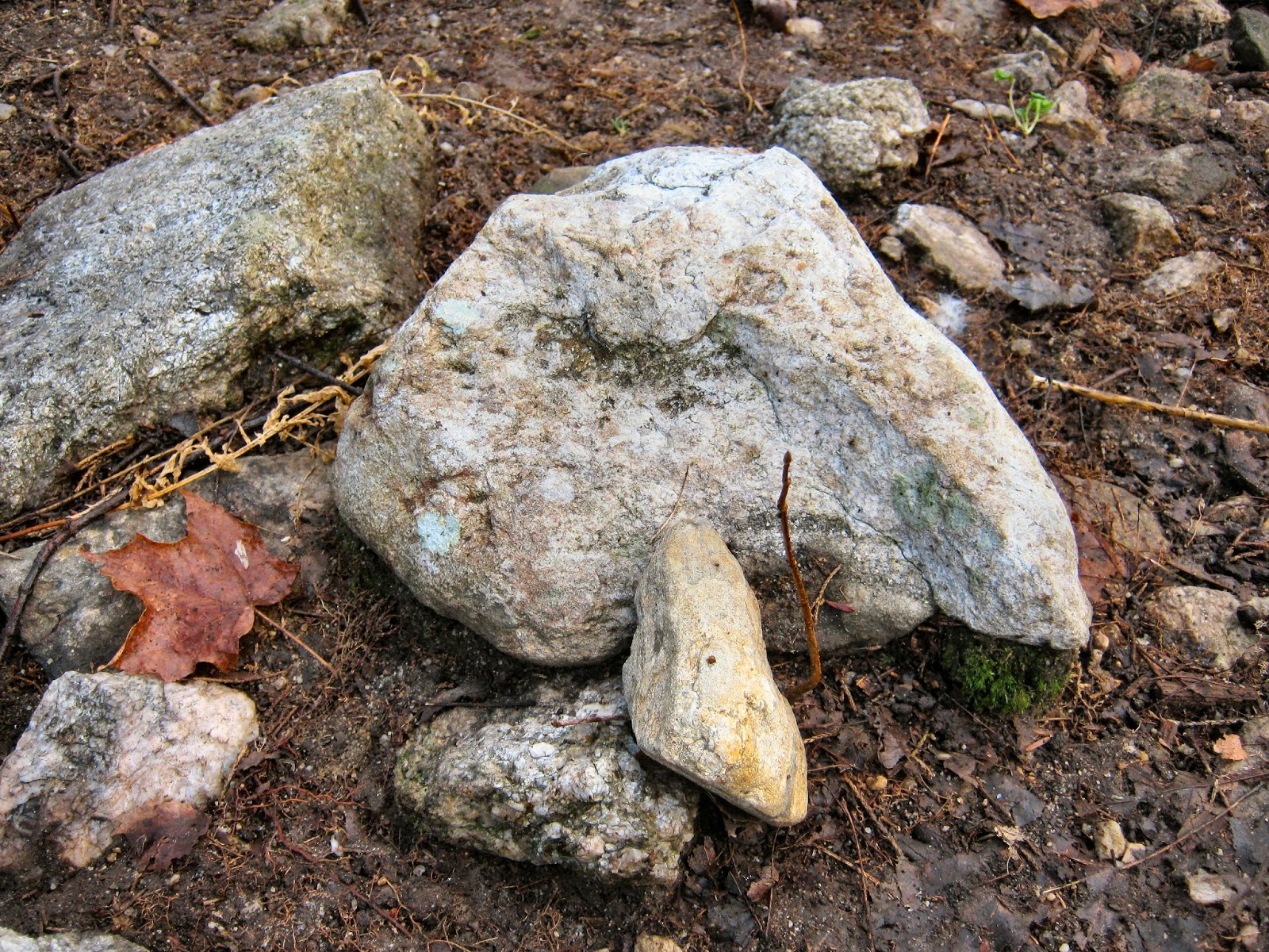 Waking Up on Turtle Island: Recognizing Possible Testudinate Indigenous ...