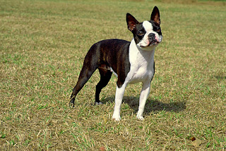 BRANDYKEGS: Massachusetts State Dog - Boston Terrier