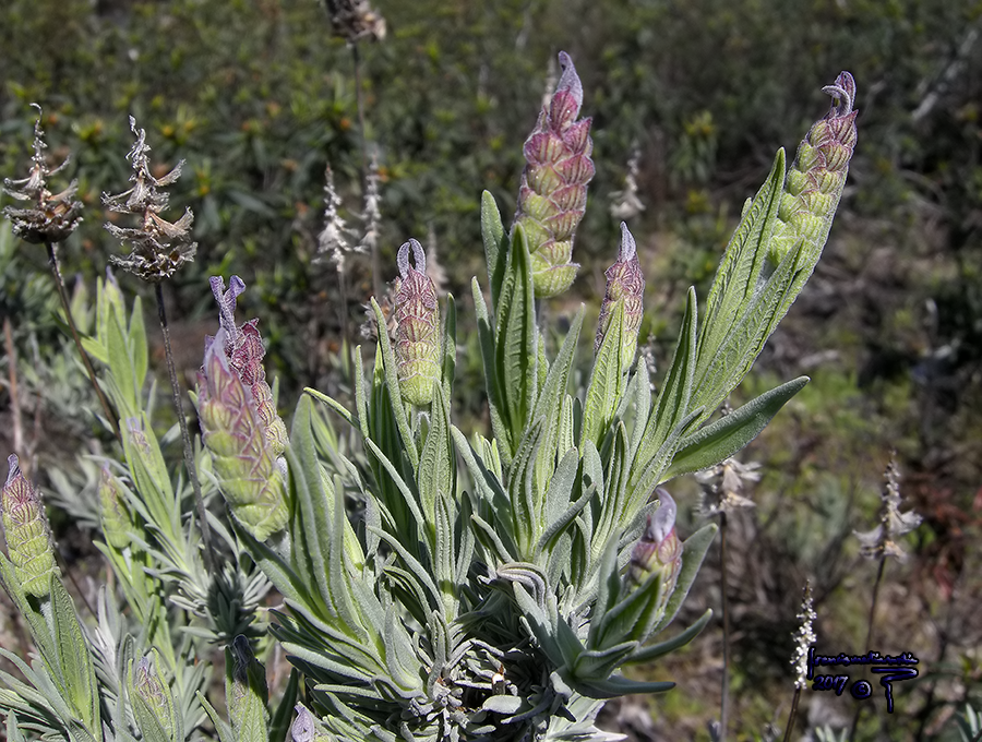 Savia y latidos en la Naturaleza: Cantueso (Lavandula stoechas) Linneo 1753