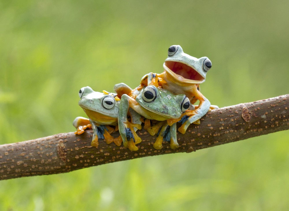 funny frogs pictures