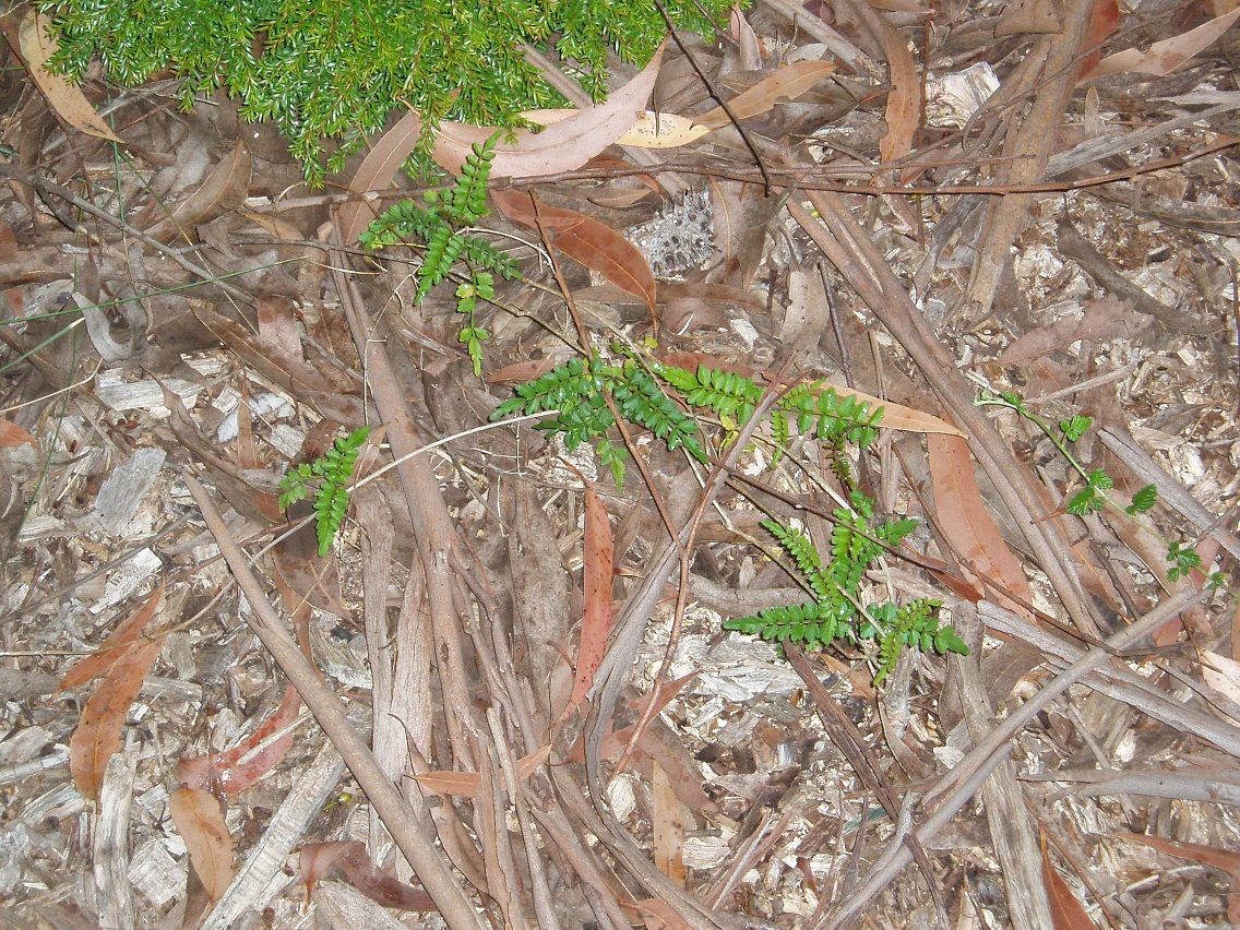 Try growing: native climbers | Growing Illawarra Natives