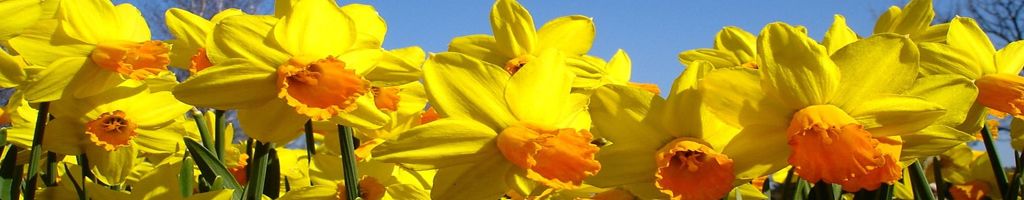 FREE WEB HEADERS: BEAUTIFUL FLOWERS . WEB HEADER COLLECTION 1