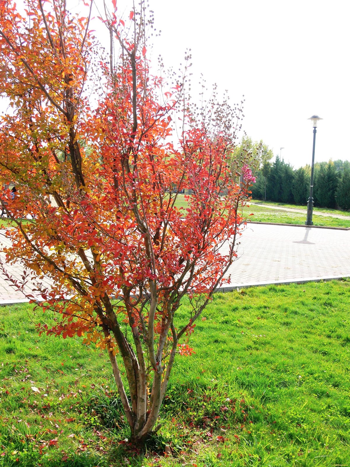Plantas de Huerta Otea, Salamanca: Árbol de Júpiter (Lagerstroemia indica)