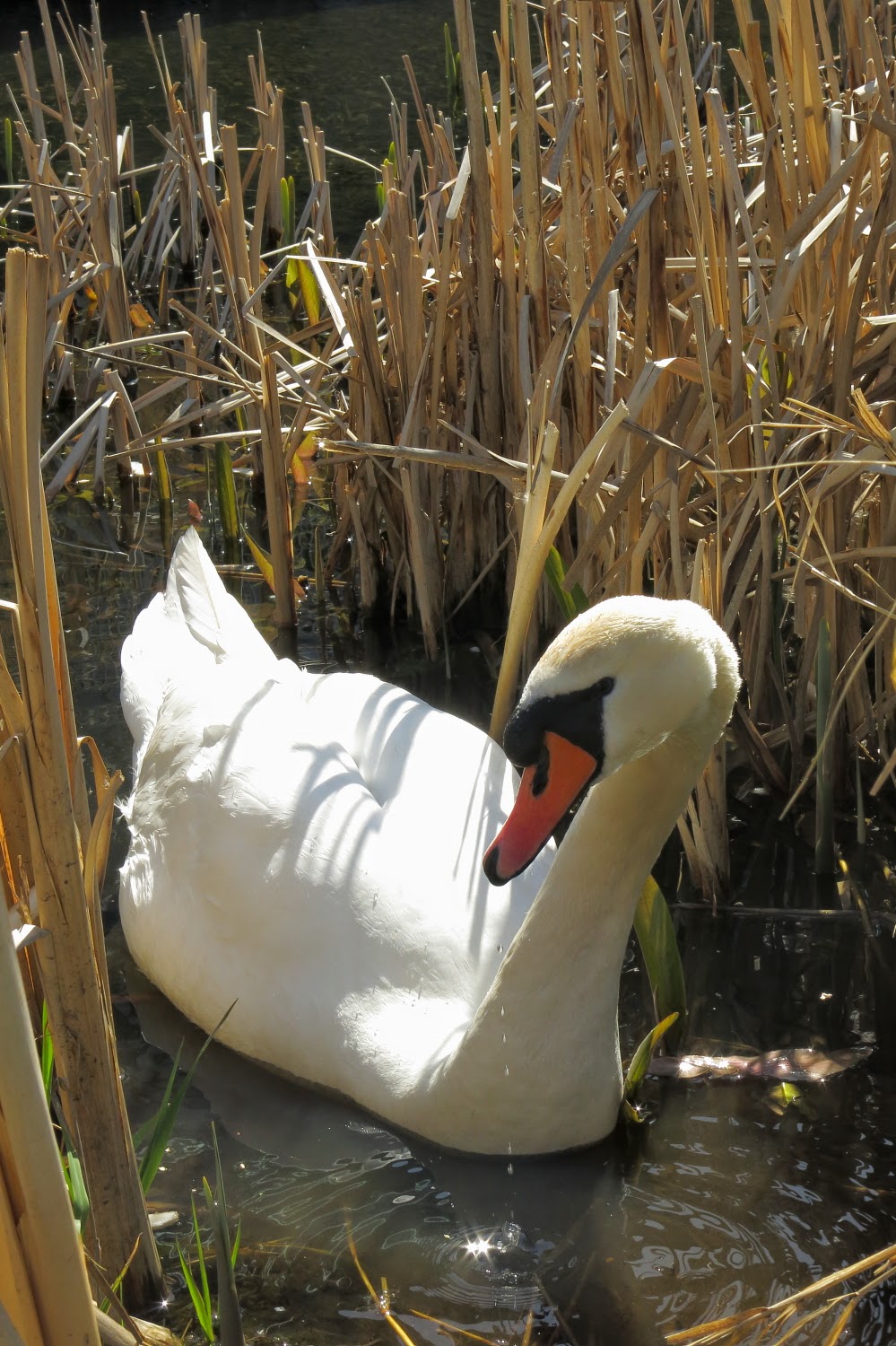 Norman & Norma - A Swan Love Story
