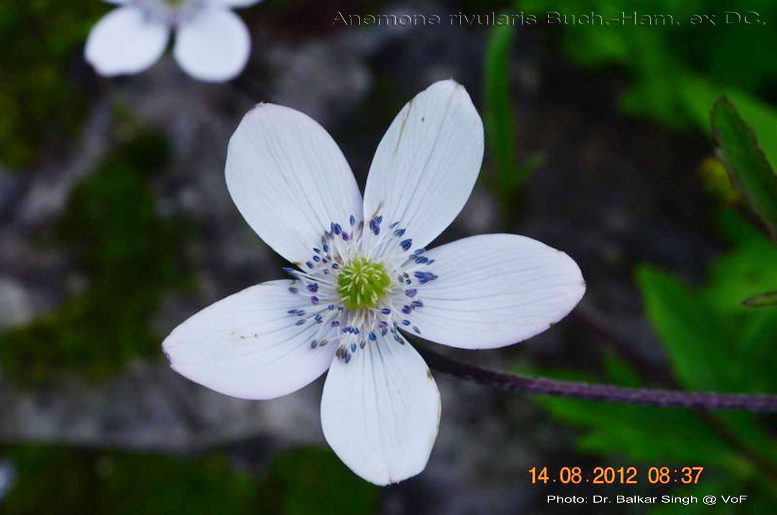 Medicinal Plants: Anemone rivularis