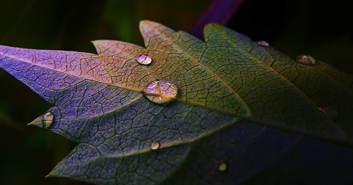 W środku życia: Fantazje