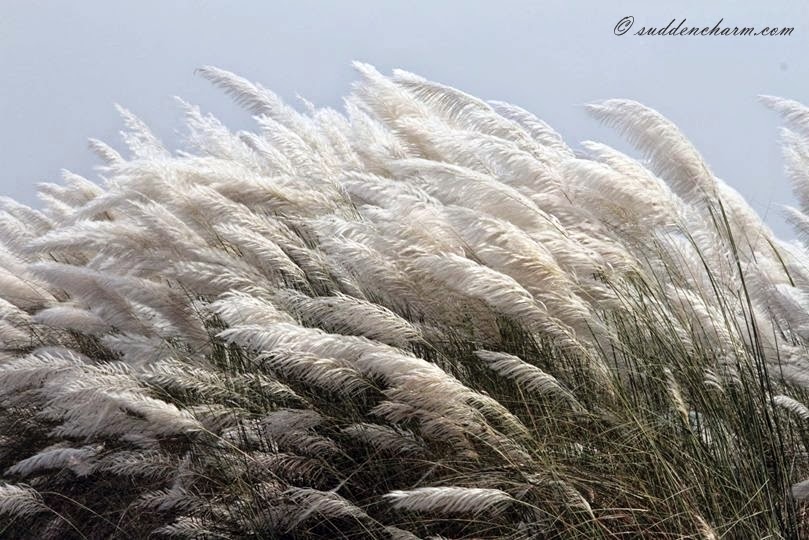 Shoroter Kashful Photo - Unseen & Unmindful « Ocean Aroma