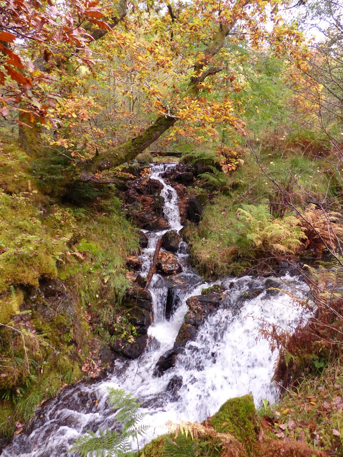 Linacre Blogger: Whinlatter Forest Park - Cumbria