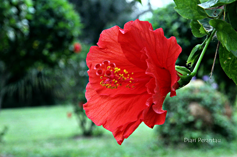 Lensa Foto Malaysia: Koleksi Bunga raya