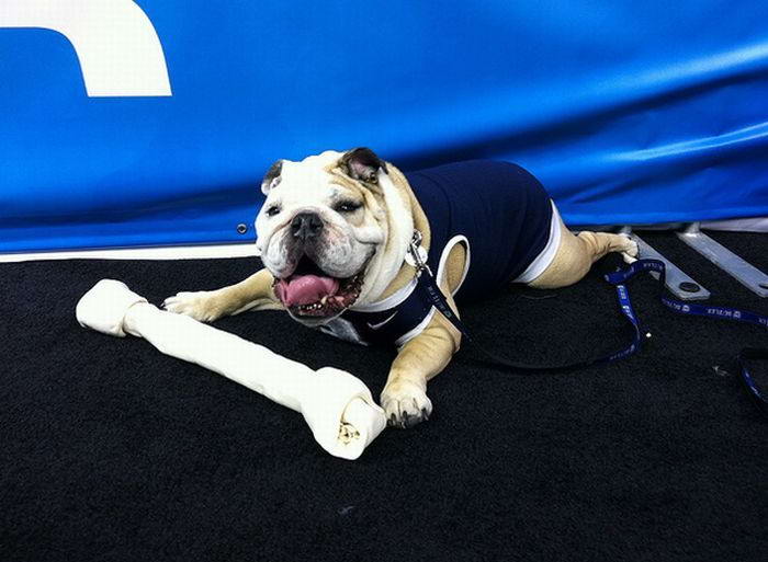 Butler blue live mascot - KILLER CELL