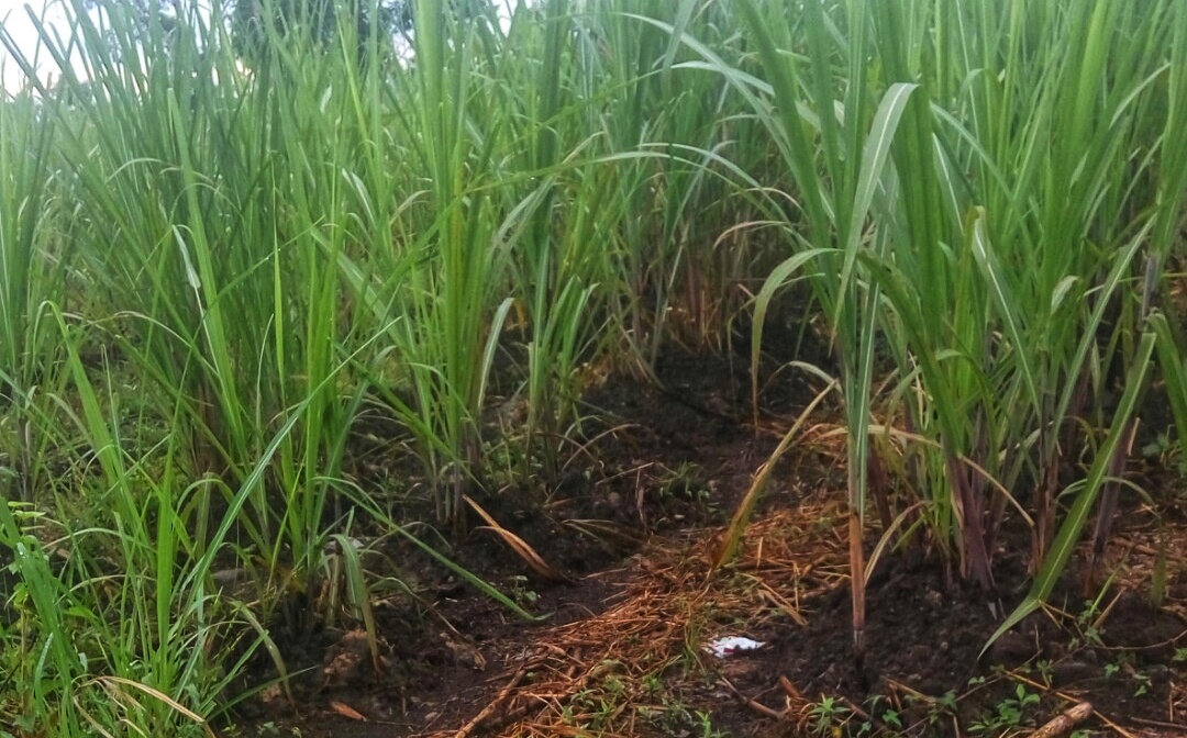 CARA MENANAM BUDIDAYA TEBU YANG BAIK DAN BENAR | PETANI MUDA
