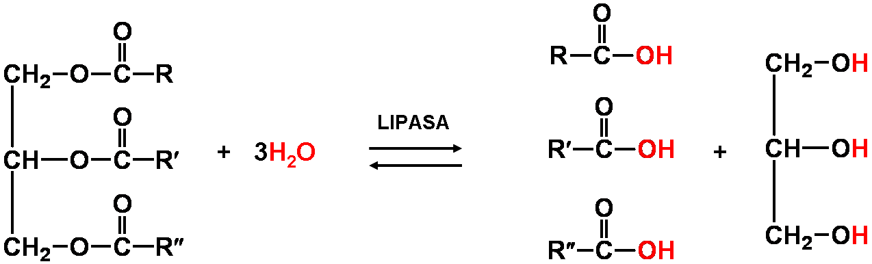 Hormonas Diestivas: Lipasa Lingual