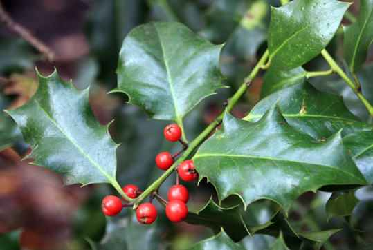 A bad witch's blog: Pagan Events for Yule and the Winter Solstice