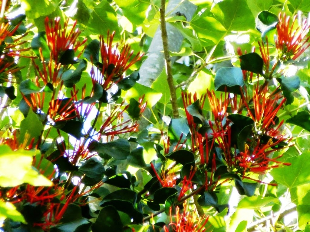 Fernando Ruz: Plantas nativas de Chile: Quintral (Tristerix tetrandus)