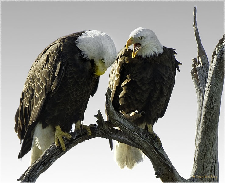 White Wolf : Spectacular Photos Show Mating Ritual Between Life-Long ...
