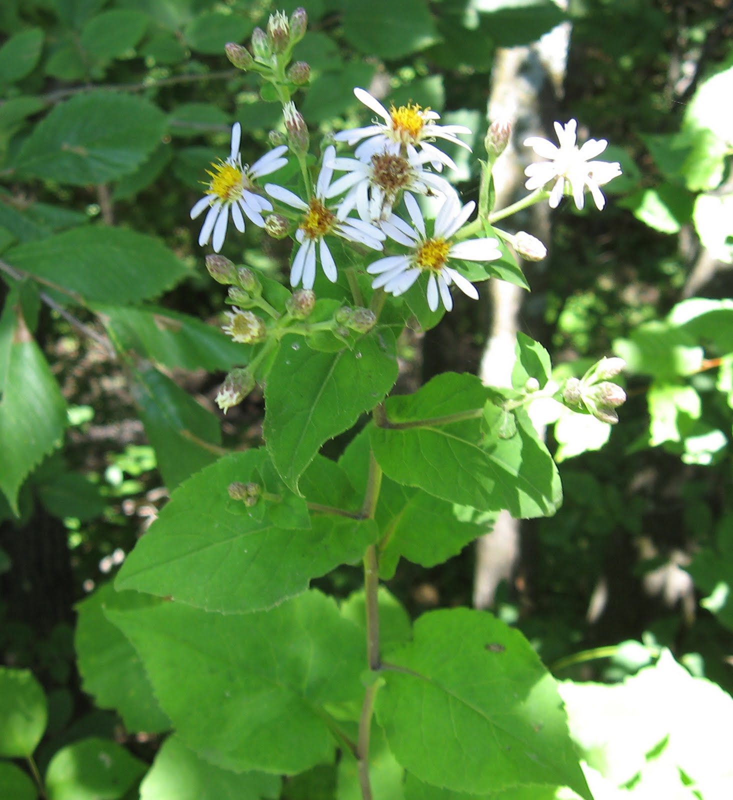 Tangled Web: An Assemblage of Autumn Asters