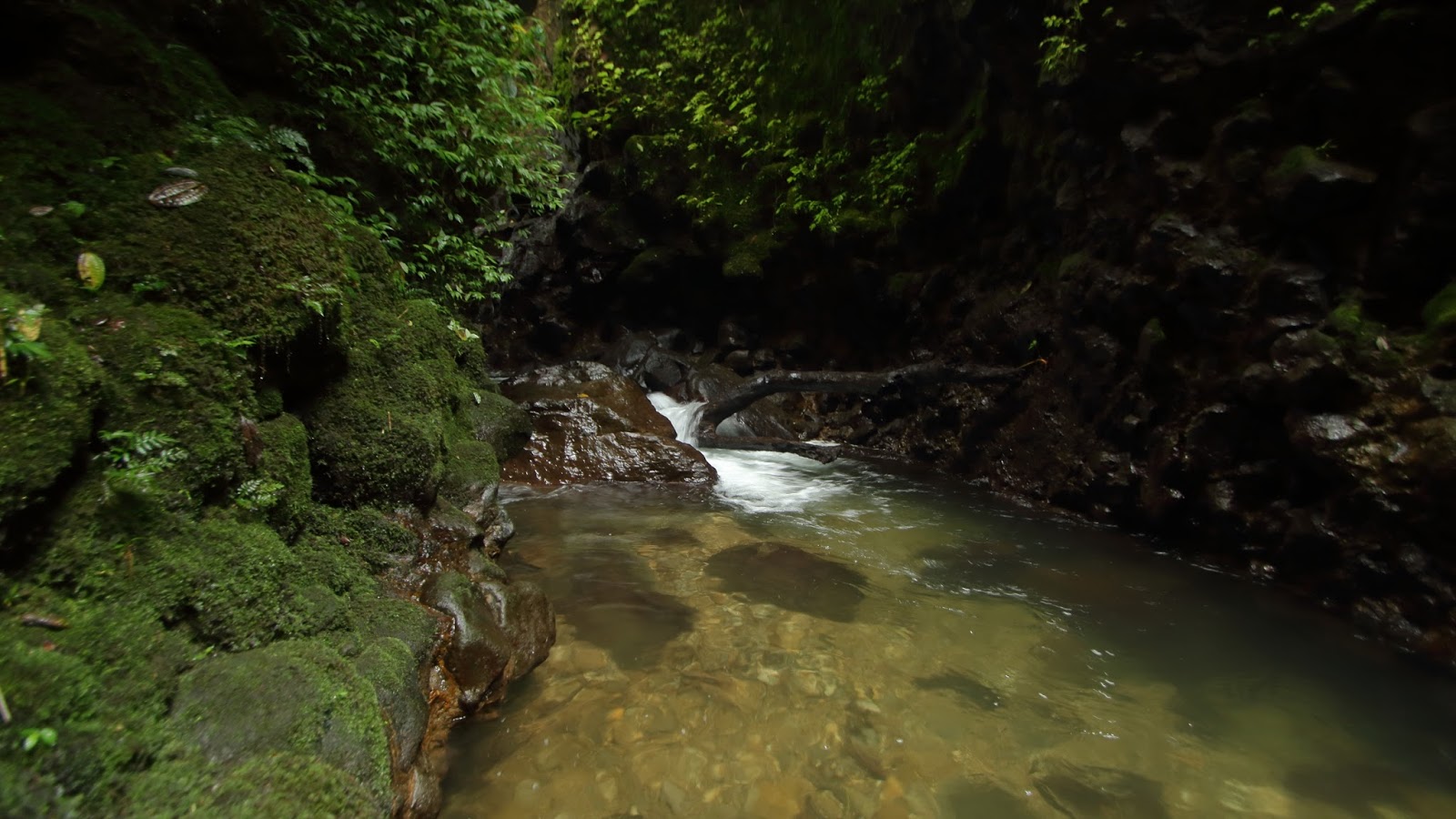 Taman Nasional Gunung Halimun Salak: Mengunjungi Curug Ciparay Muara ...