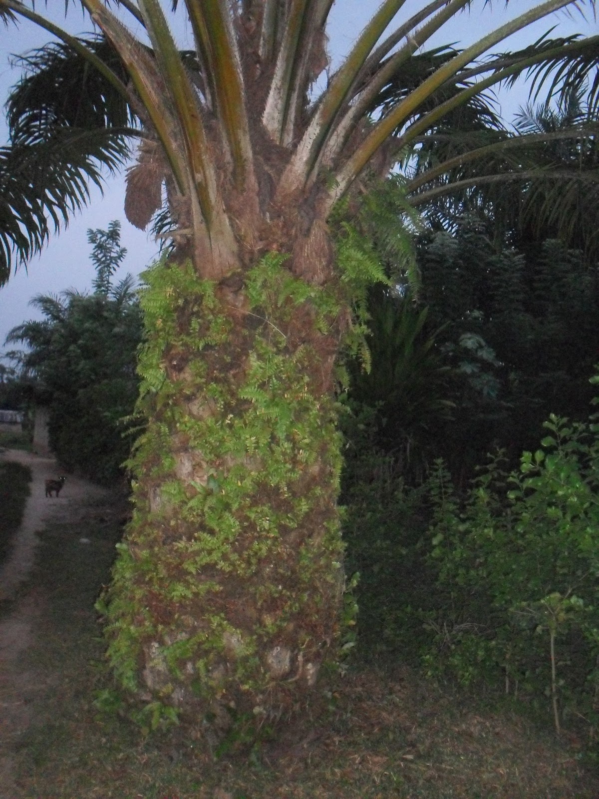 PALM WINE BREWERY AND LOCAL GIN DISTILLATION: PICTURES OF TAPPING PALM WINE