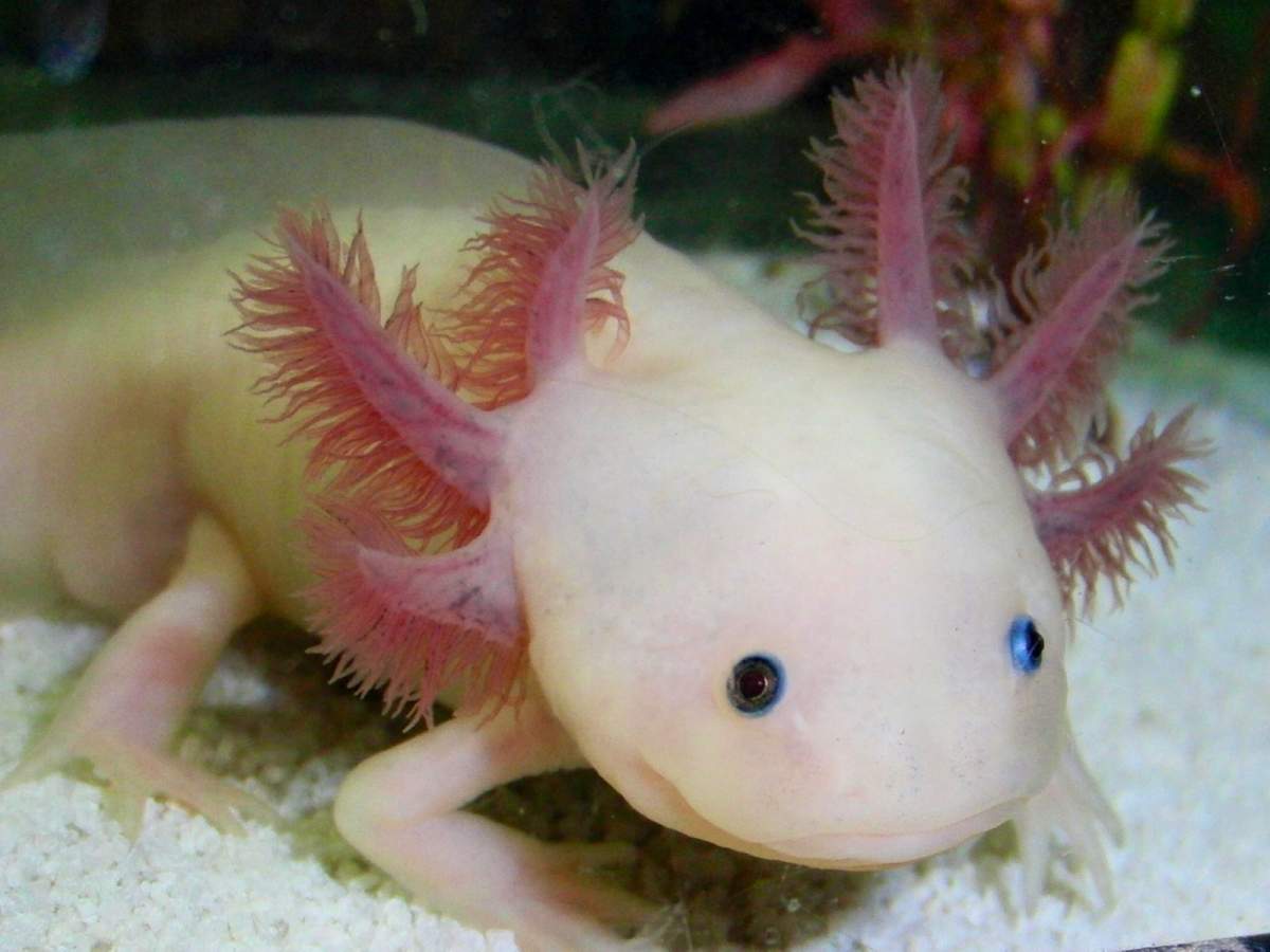 Lucunya Binatang Air Berkaki, Axolotl Si Salamander Peliharaan ~ Uniqity