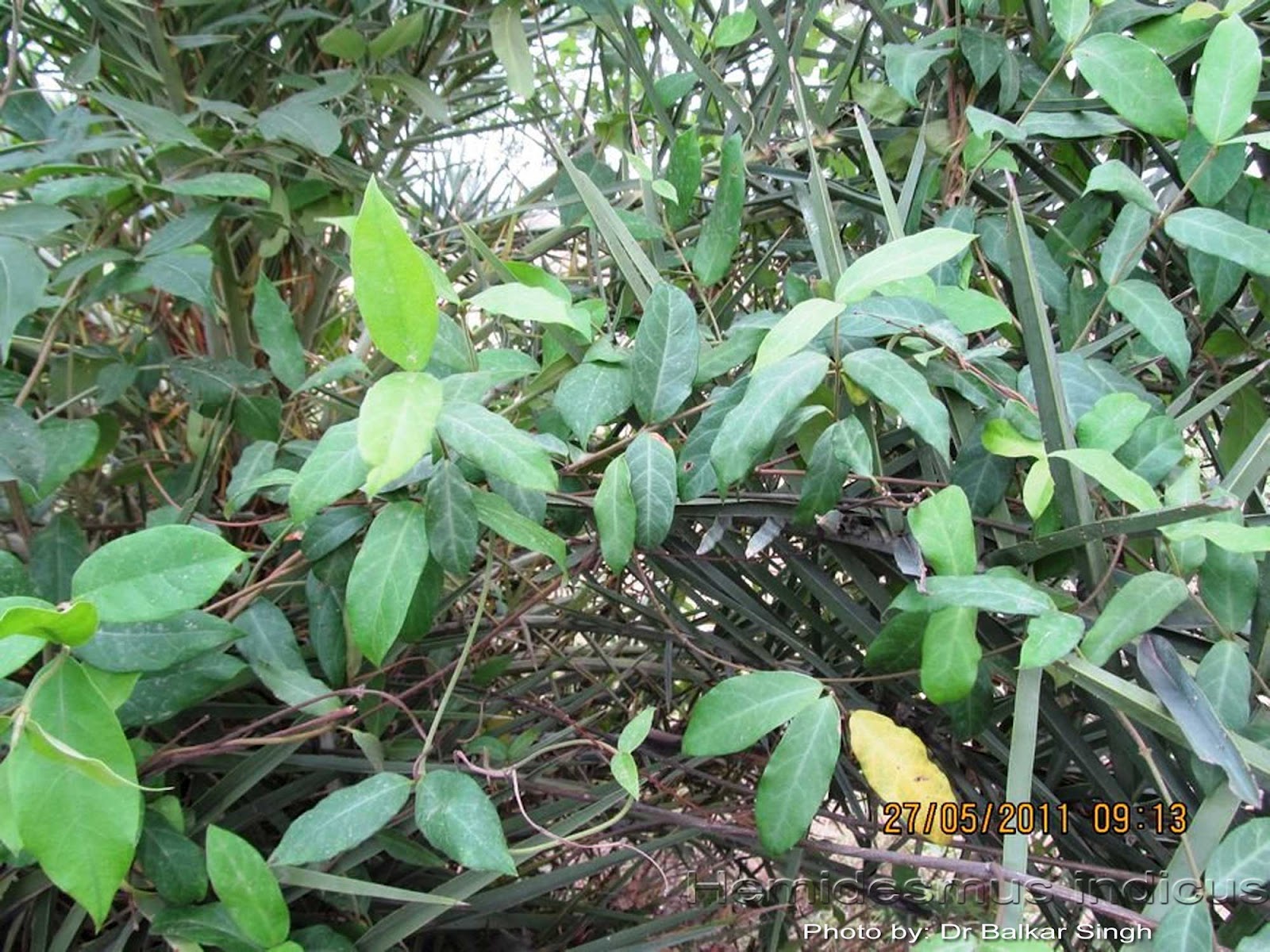 Medicinal Plants: Hemidesmus indicus Nannari Sugandhipala Anantamul ...
