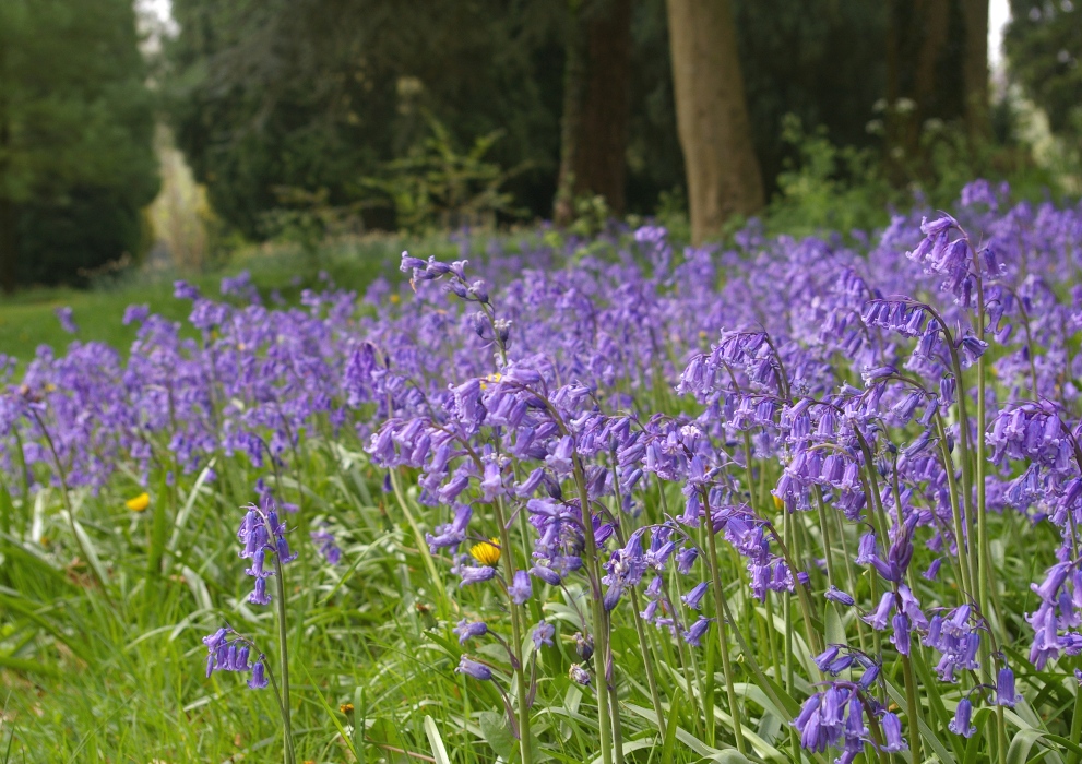 John Grimshaw's Garden Diary: A late Easter but an early spring