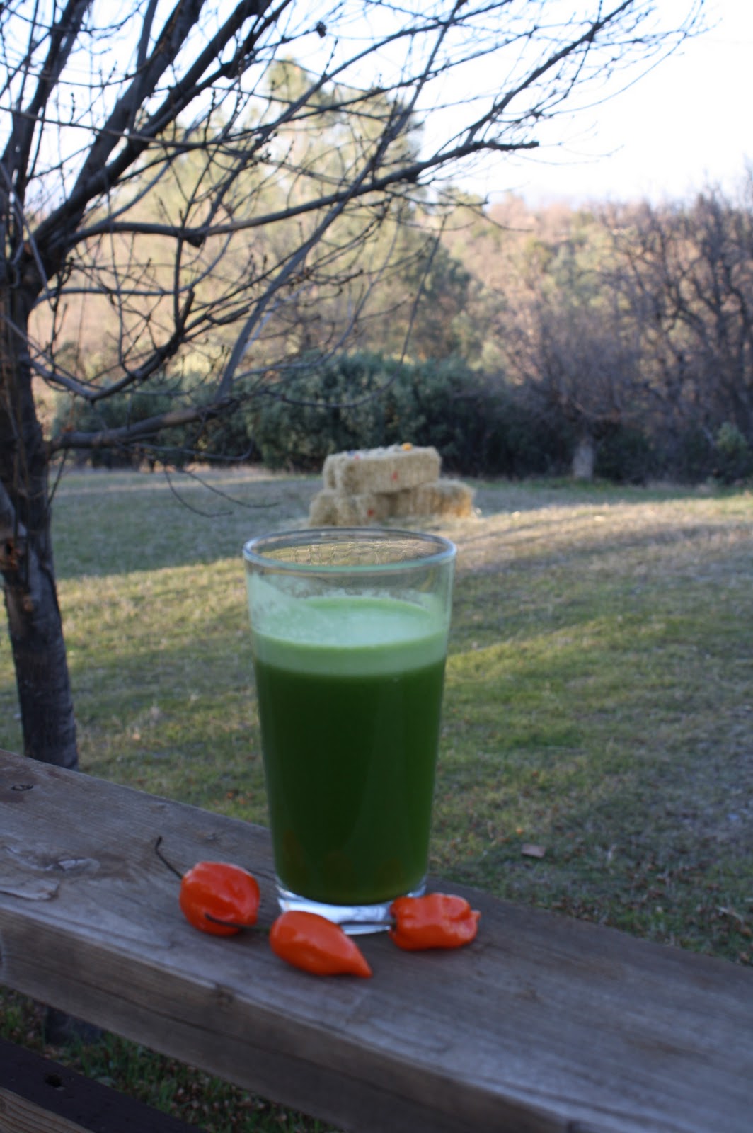 JUICED ALIVE: Habanero + lemon + Ginger and Greens Juice Drink