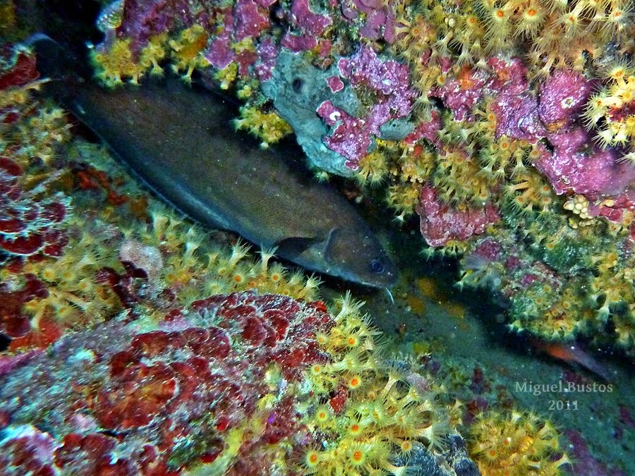 Naturaleza y Fotografía en Motril: Brótola de roca (Phycis phycis)