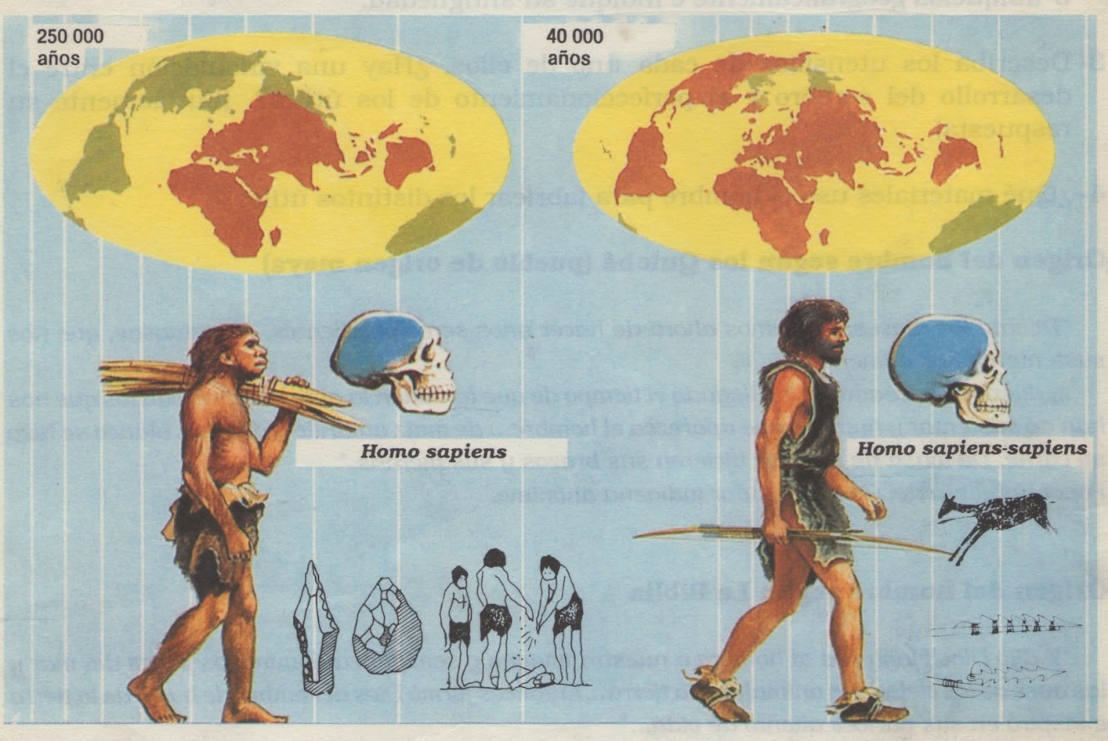 violetas: LA EVOLUCIÓN DEL SER HUMANO