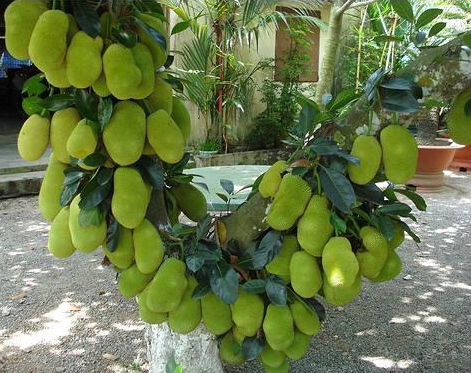 Cempedak | Benefits For Better Life - FRUITS