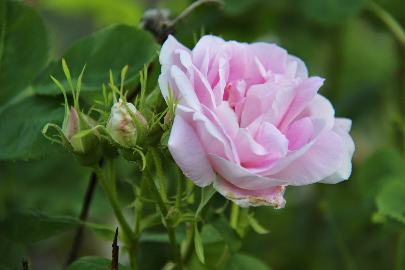 Ruusunmekko - Ruusut: Rugosa