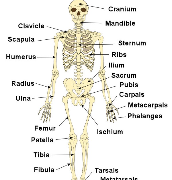 Avian Anatomy Skeletal Avian Anatomy Skeletal