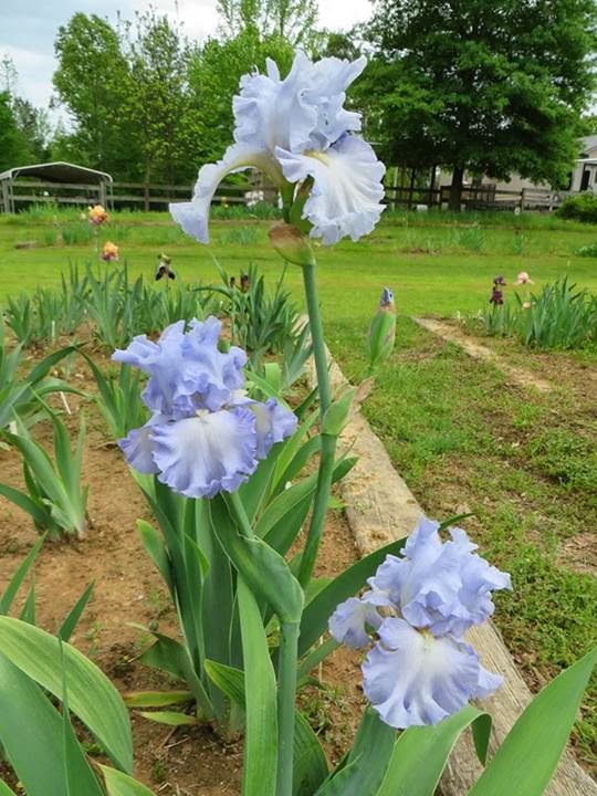 World of Irises: "Talking Irises" TALL BEARDED IRISES--WHAT IS A "SHOW ...