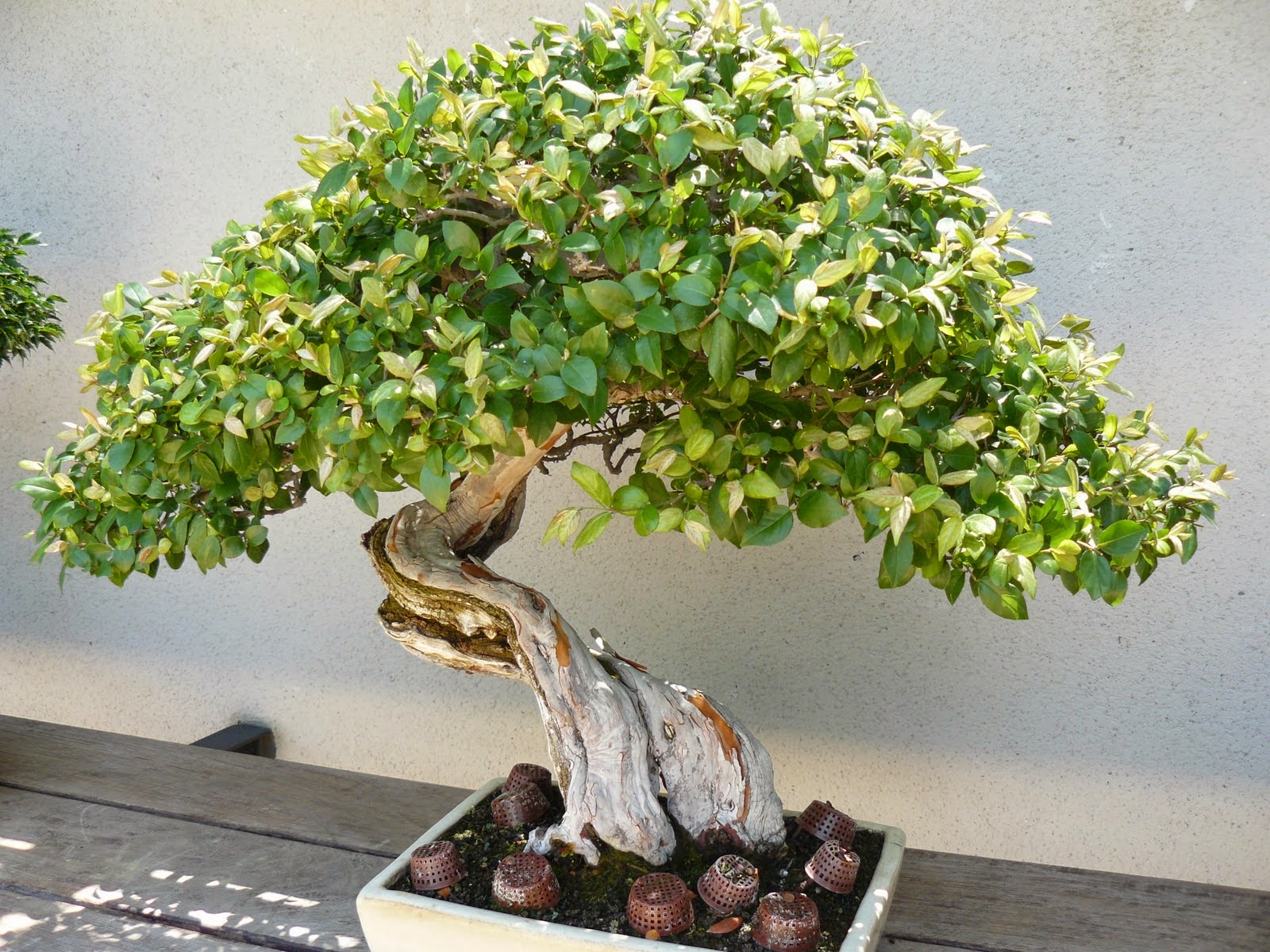 Koleksi Cemerlang Tanaman Bonsai Terbaik Dunia