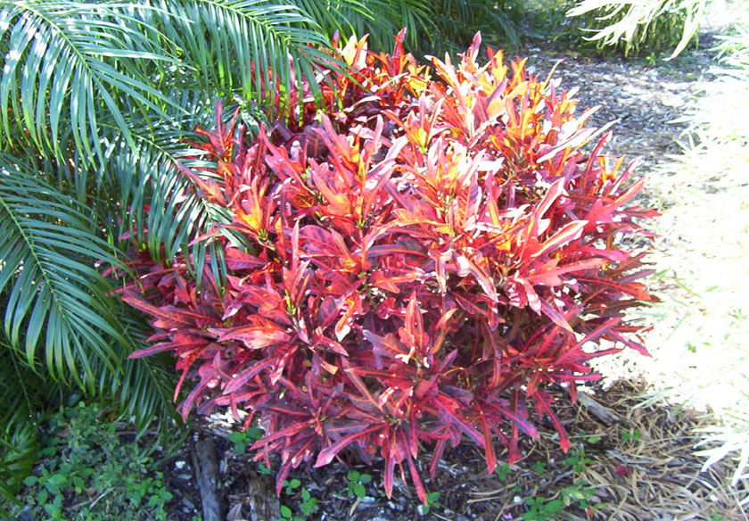 Gardening South Florida Style: Crotons....ohhh Crotons...I've got ...