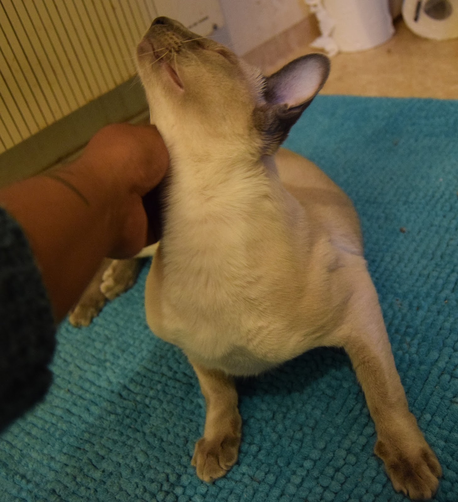 Attacks Cattery: Pure CFA Siamese babies?