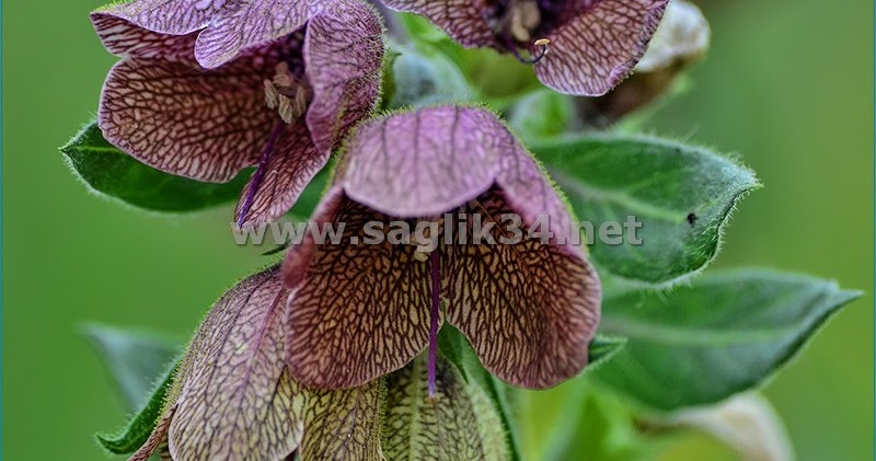 Ban otu Özellikleri ve Faydaları - Sağlık, Şifalı Bitkiler, ilaçların ...