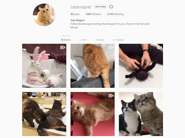 Sold - Ready to Grow - 1K Cats Account | PlayerUp: Worlds Leading ...