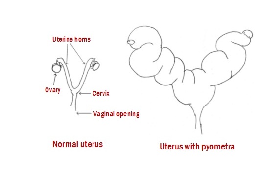 Swaim Serum Company's Veterinary Blog
